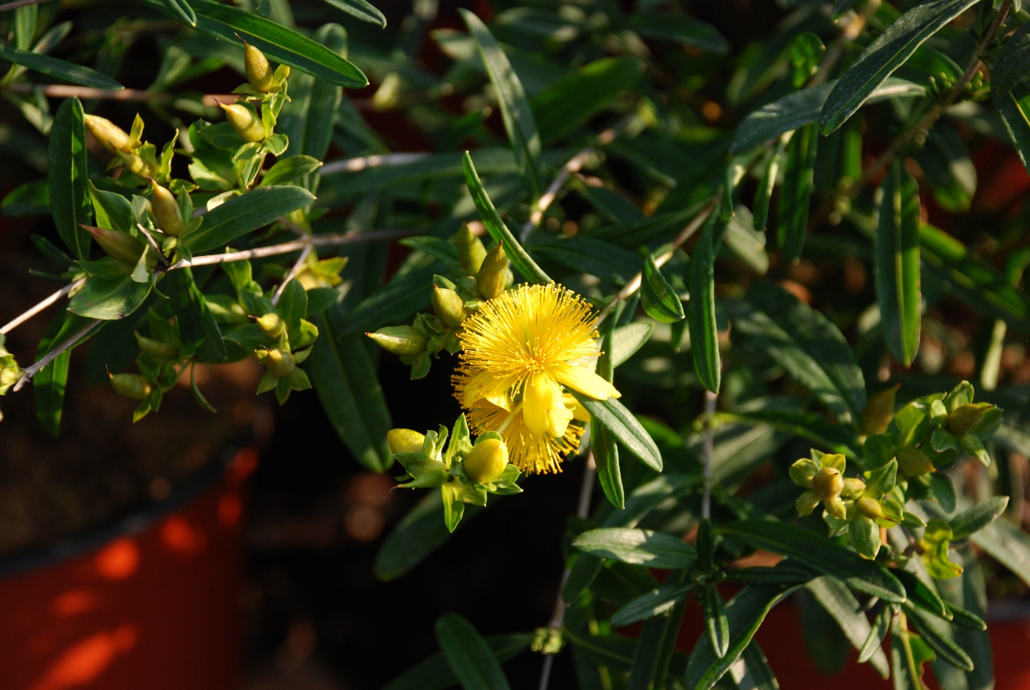 Expoplant - Acquista online: Hypericum kalmianum Gemo - Iperico