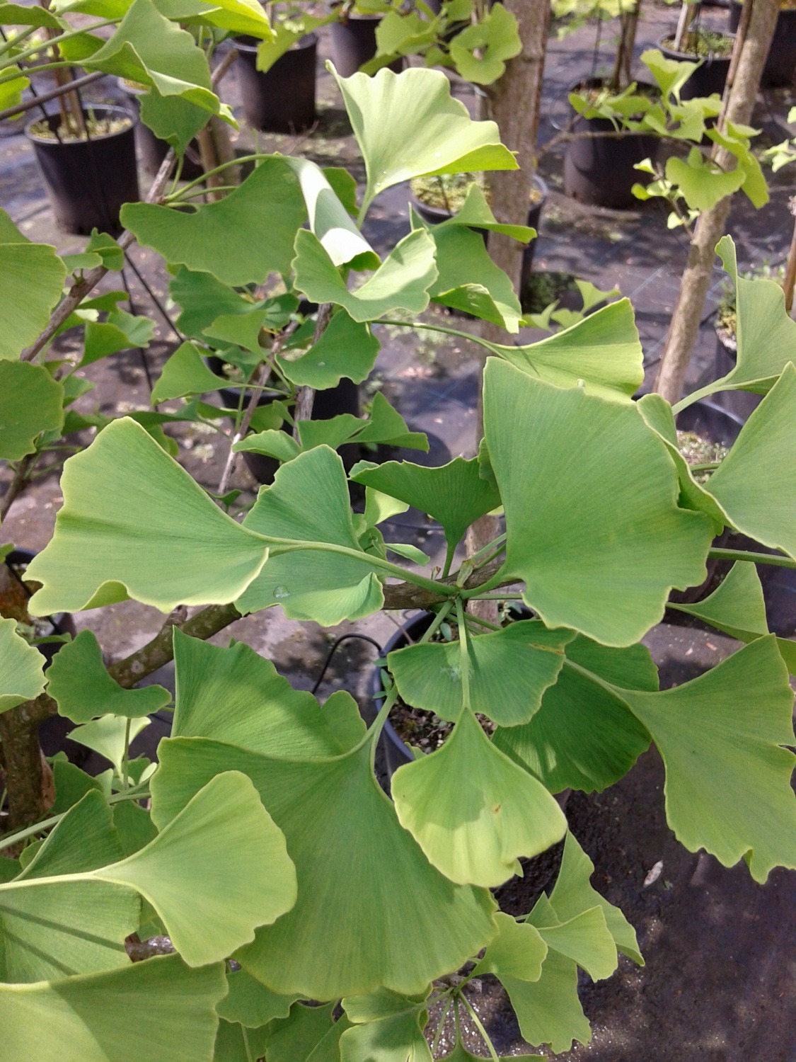 Expoplant - Acquista online: Ginkgo biloba - ginco