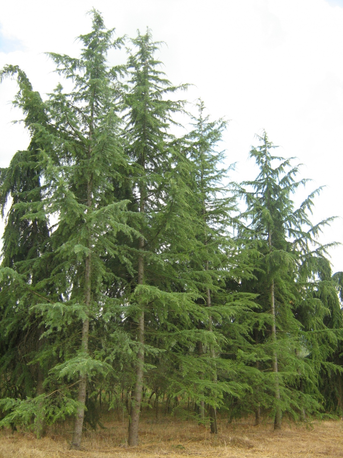 Expoplant - Acquista online: Cedrus deodara - Cedro dell'Himalaya