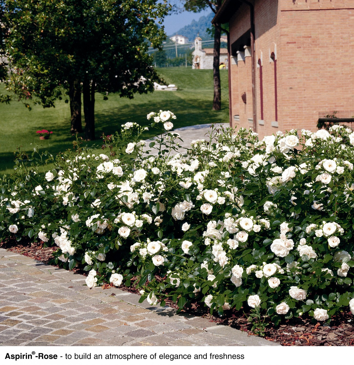 Expoplant - Acquista online: Rosa Aspirin Rose ® - Rosa