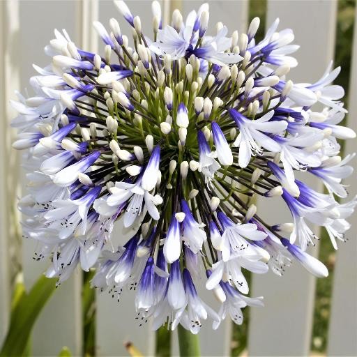 Expoplant - Acquista online: Agapanthus twister