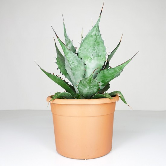 Expoplant - Acquista online: Agave azurea