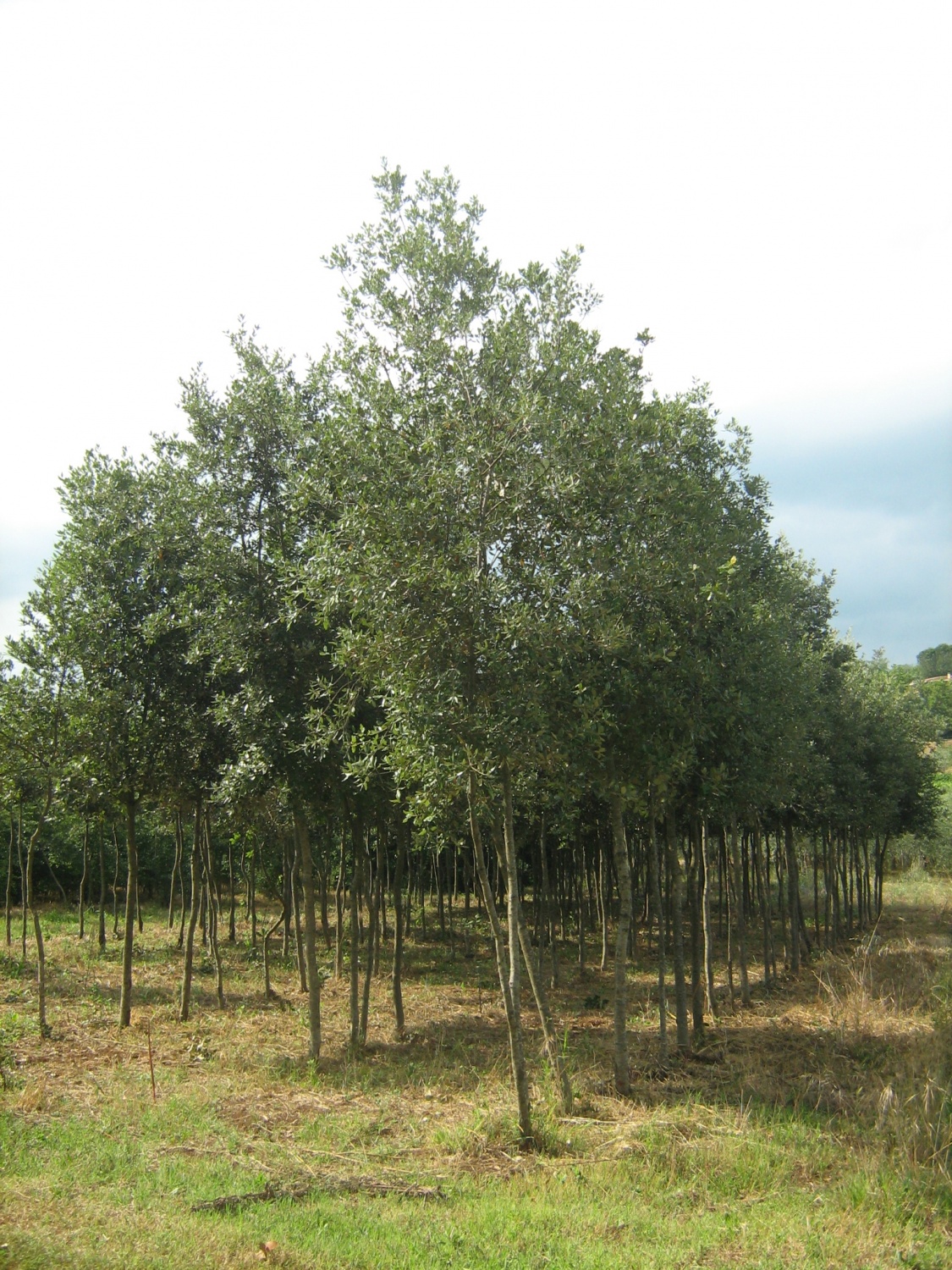Expoplant - Acquista online: Quercus ilex - Leccio