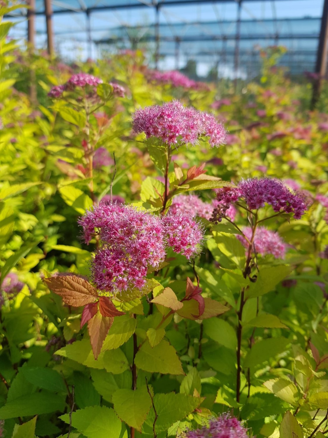 Expoplant - Acquista online: Spiraea japonica Firelight
