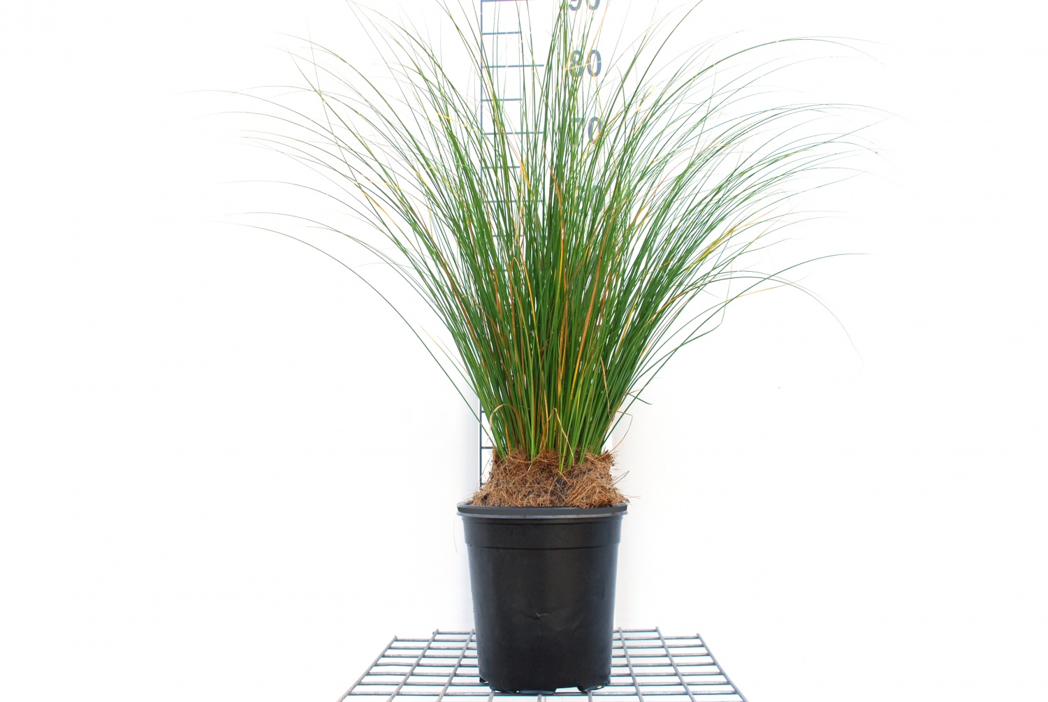Expoplant Acquista Online Carex Phoenix Green
