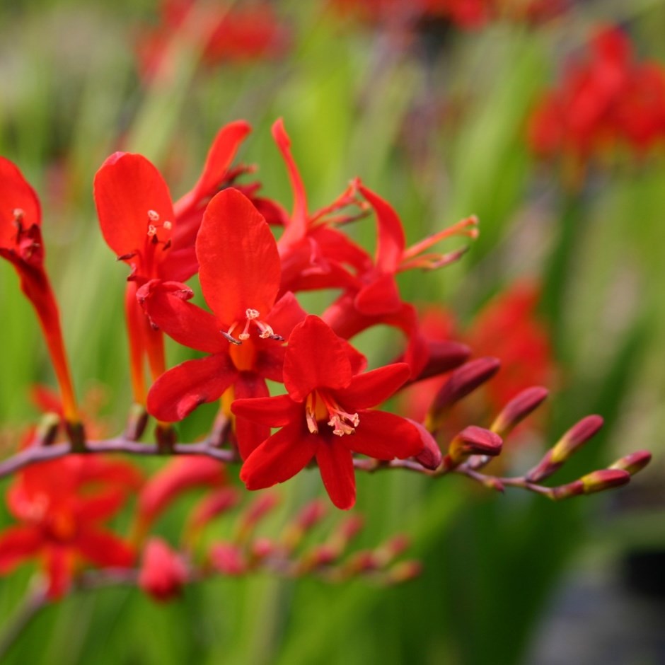 Expoplant - Acquista online: Crocosmia x crocosmiiflora Lucifer