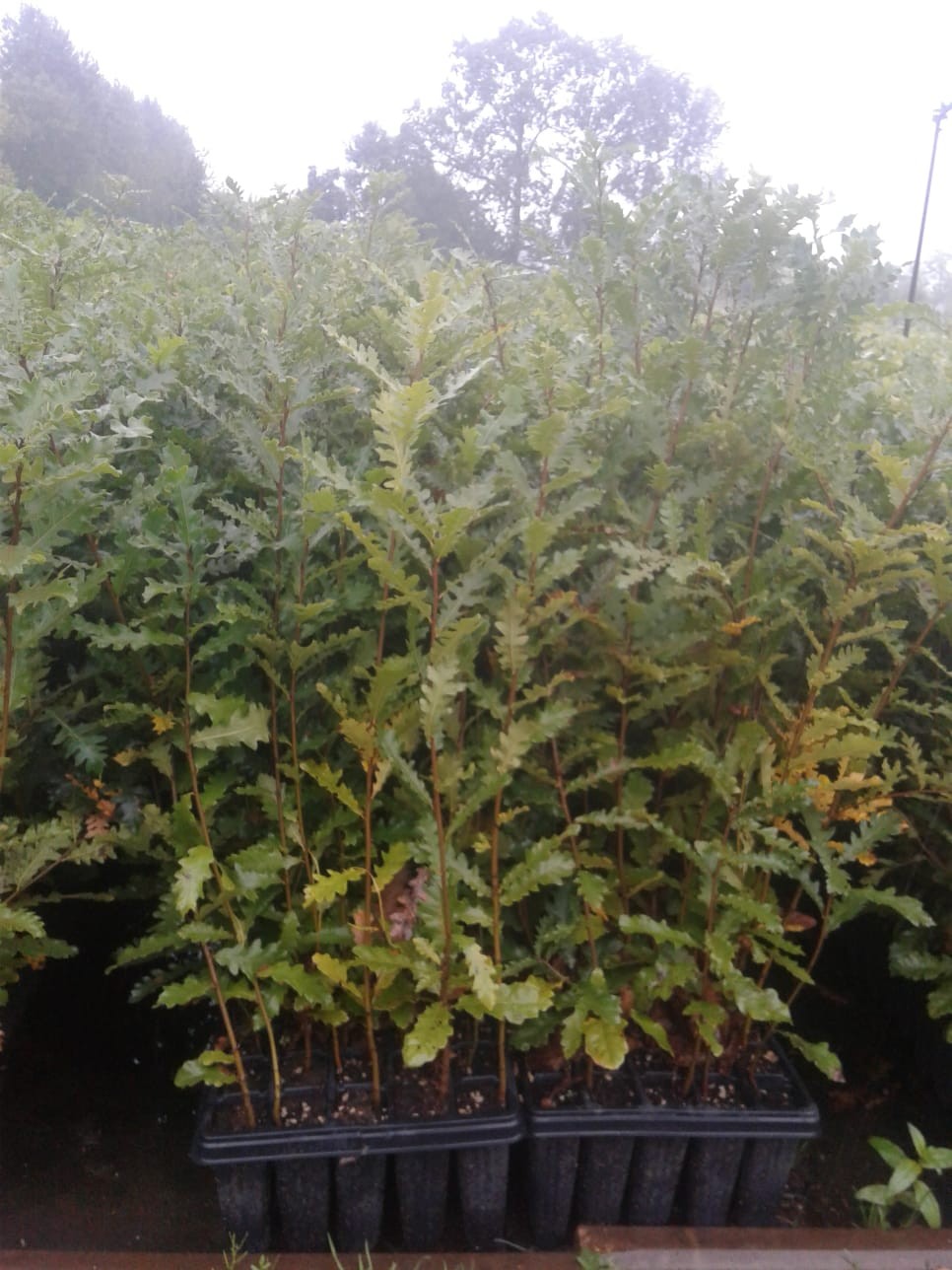 Expoplant - Acquista online: Quercus cerris - Cerro