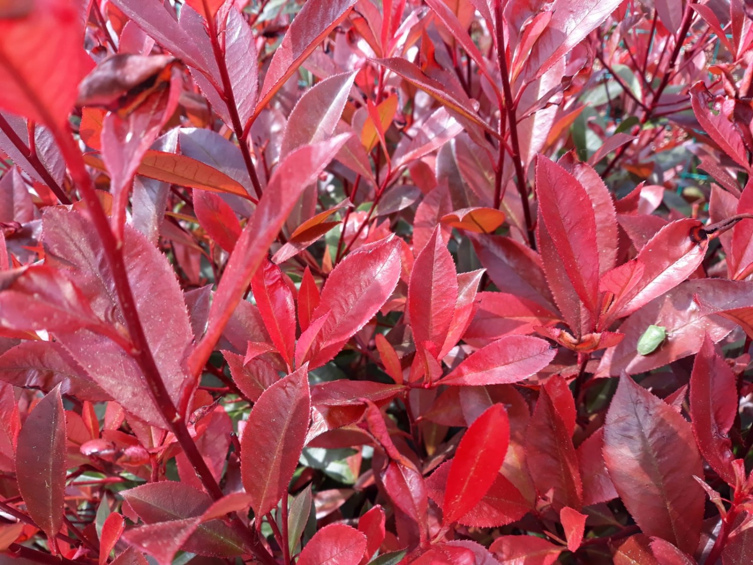 Expoplant - Acquista online: Photinia compacta