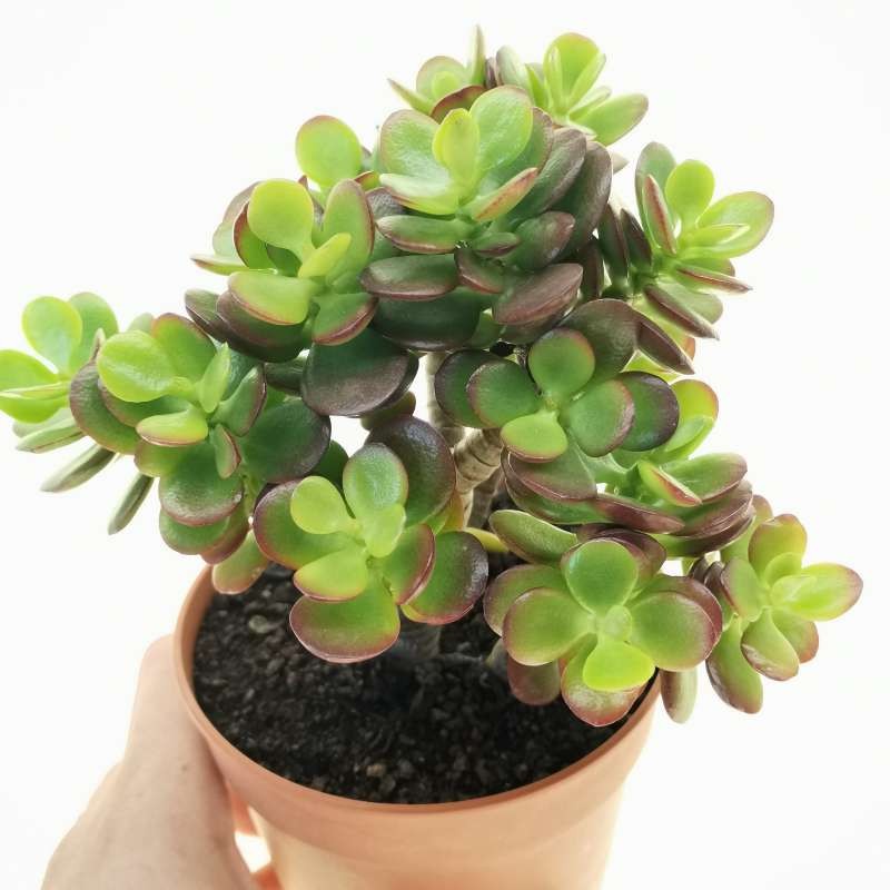 l'Albero di Giada: Segreti del Feng Shui per la Ricchezza